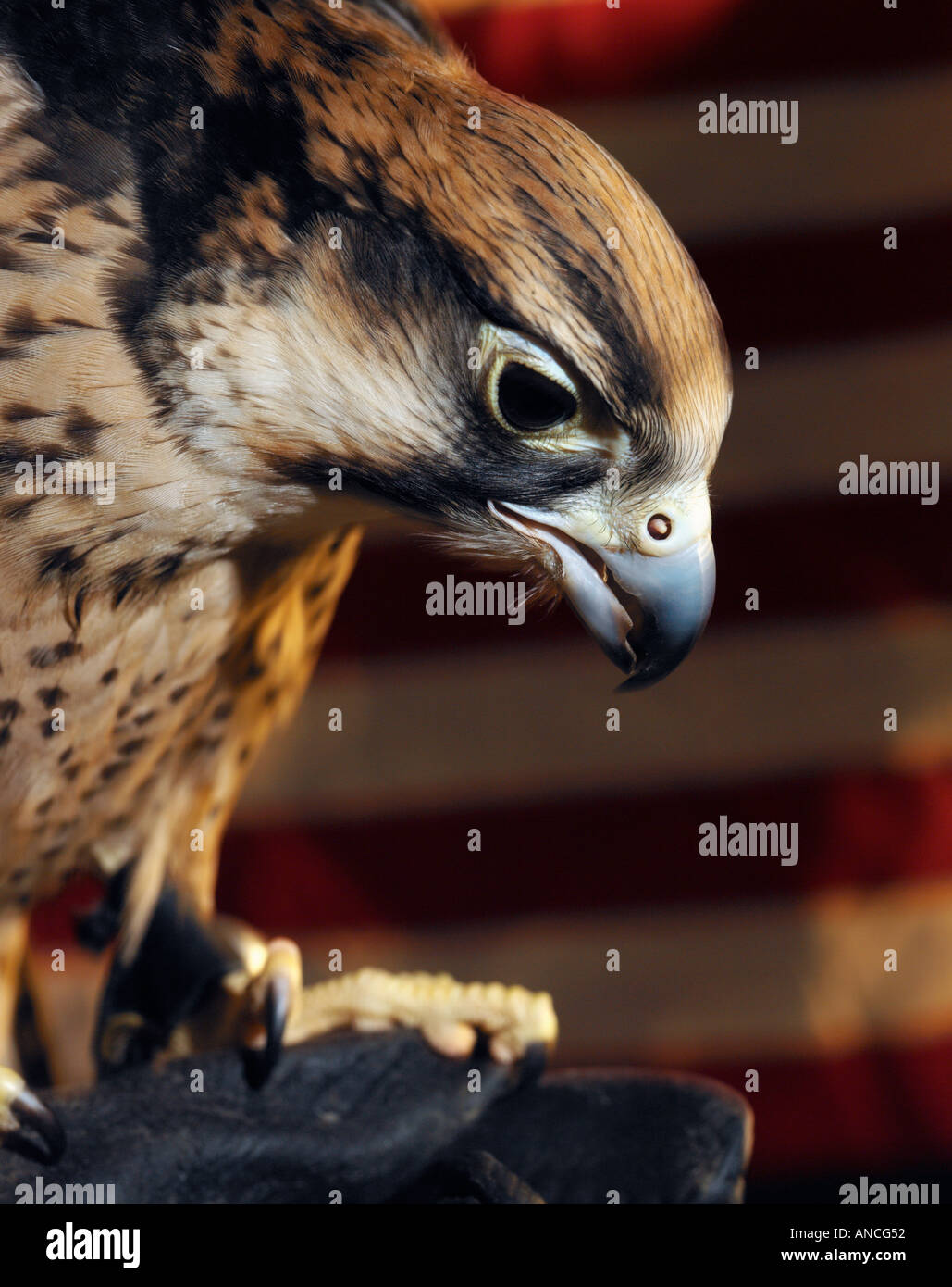 Falcon and US Flag Stock Photo - Alamy