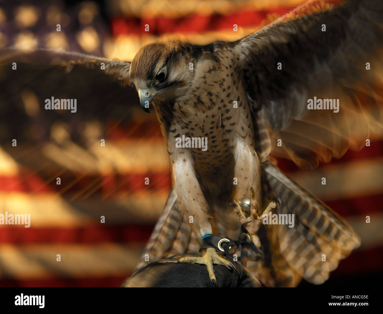 Falcon us flag hi-res stock photography and images - Alamy