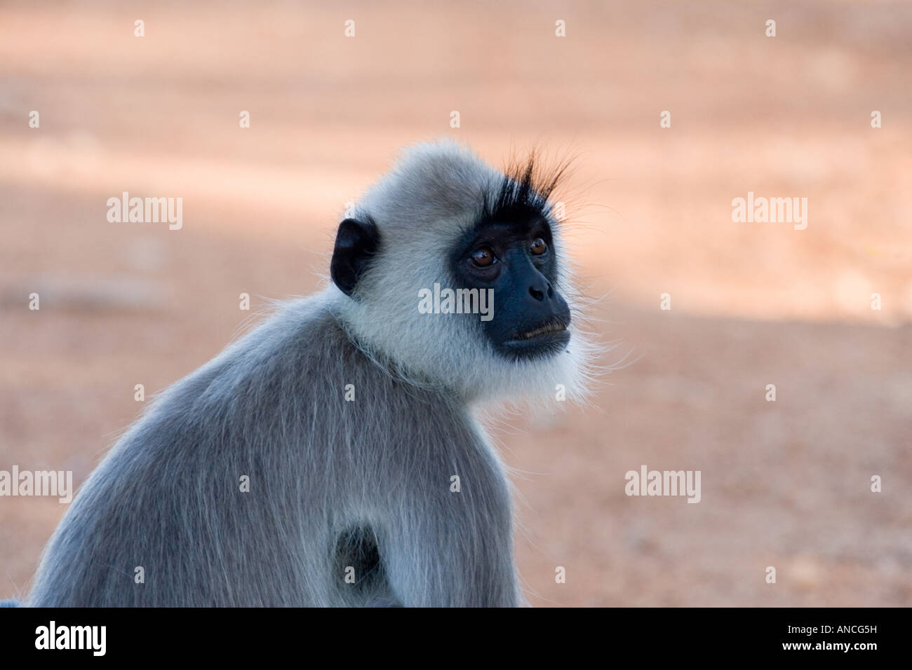 Suspicious monkey hi-res stock photography and images - Alamy