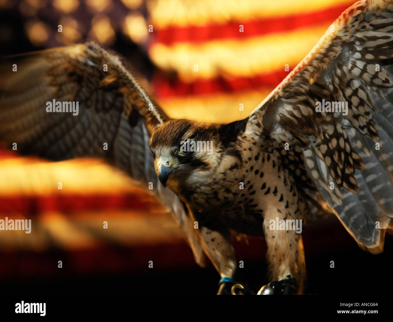 Flying Falcon and US Flag Stock Photo - Alamy