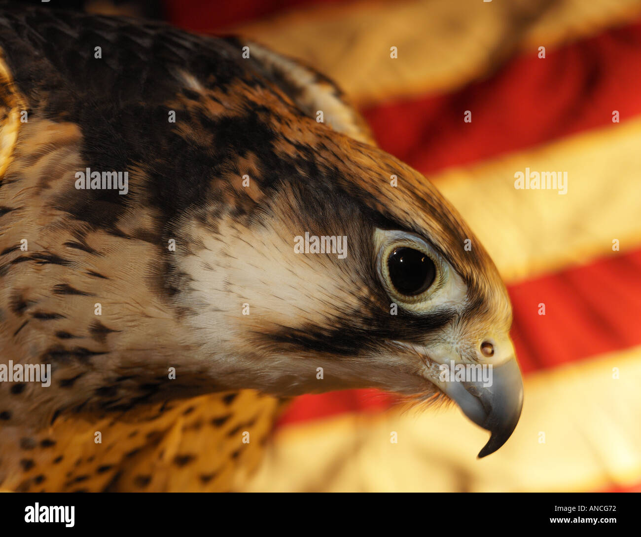 Head of Falcon Stock Photo - Alamy