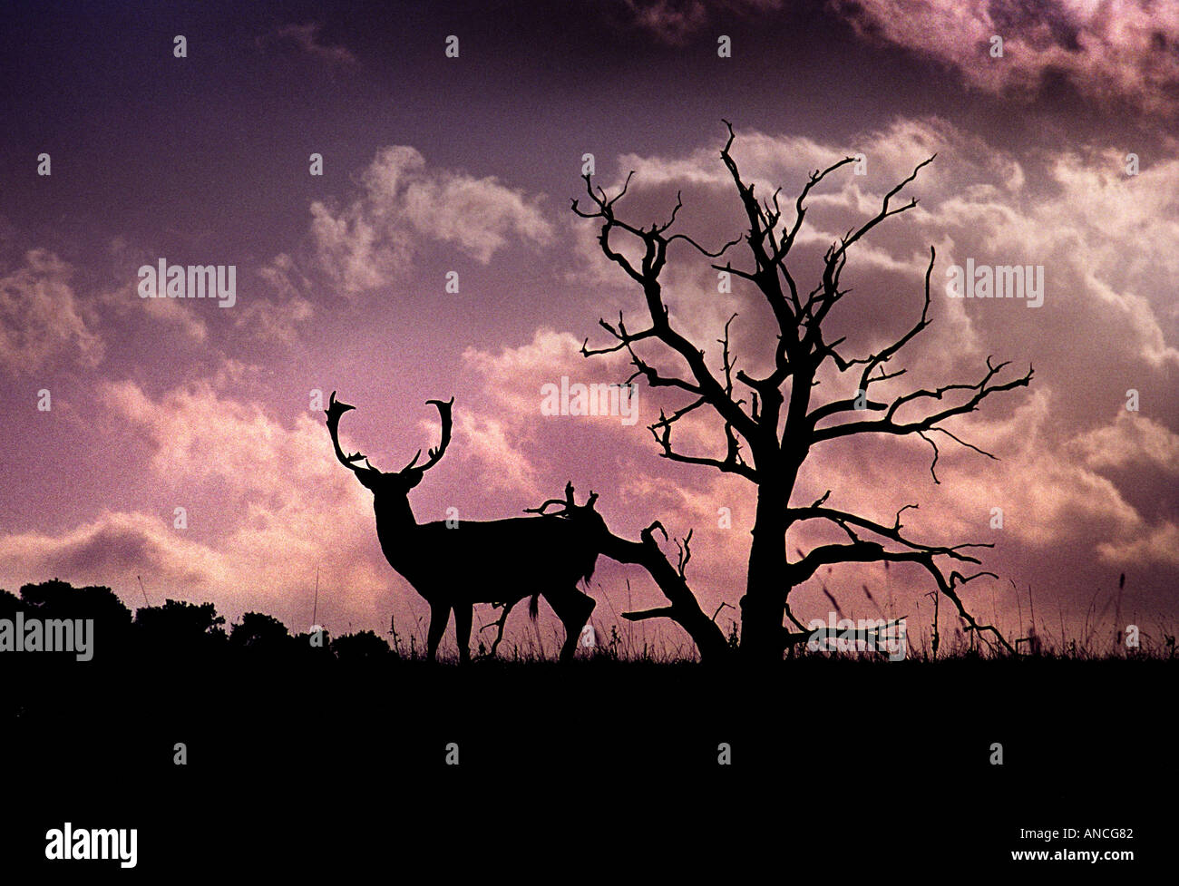 Dead stag hi-res stock photography and images - Alamy