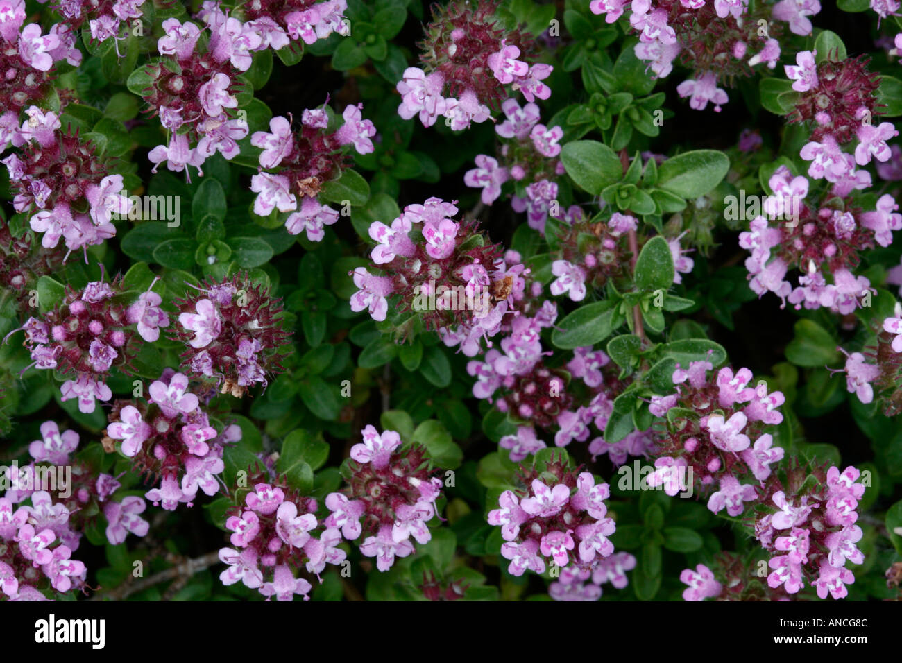 Thymus polytrichus garden hi-res stock photography and images - Alamy