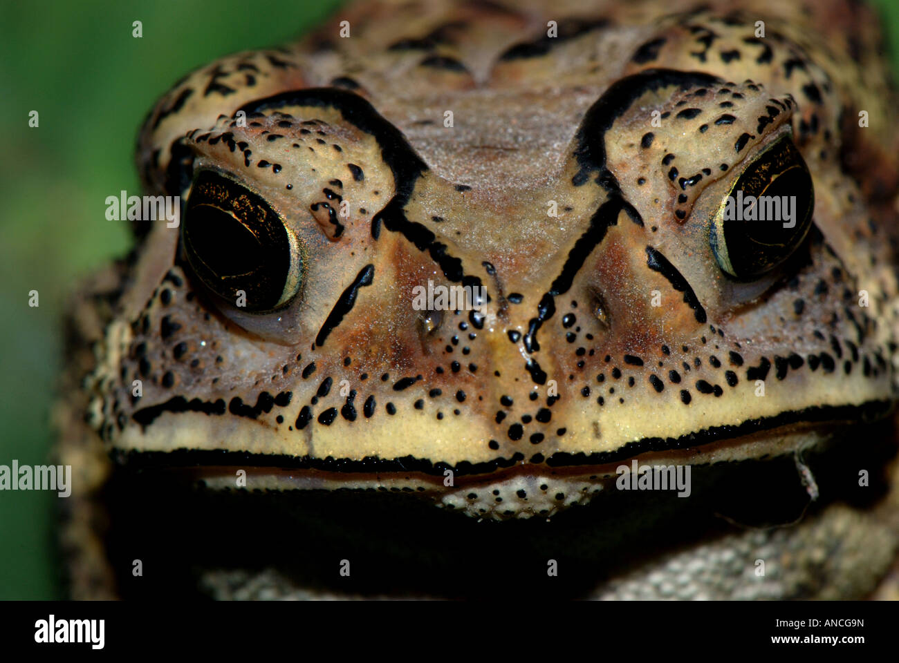 close up of head of Bufo melanostictus common toad in India Stock Photo ...