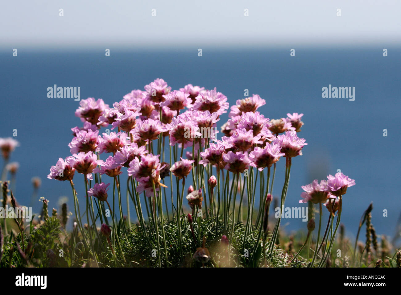 Wild Thrift flowers growing on cliff edge Portland Dorset England UK ...