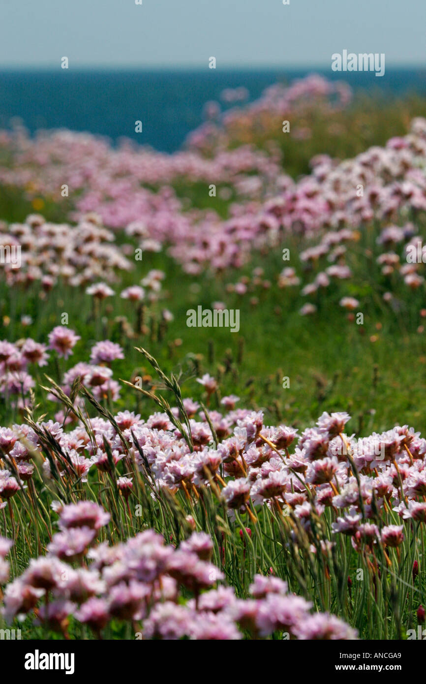 Wild Thrift flowers growing on cliff edge Portland Dorset England UK ...