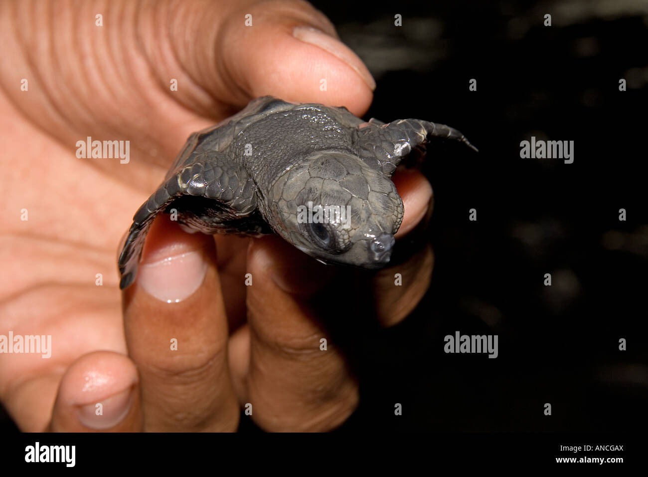 Baby Olive Ridley Turtle Lepidochelys olivacea Stock Photo - Alamy