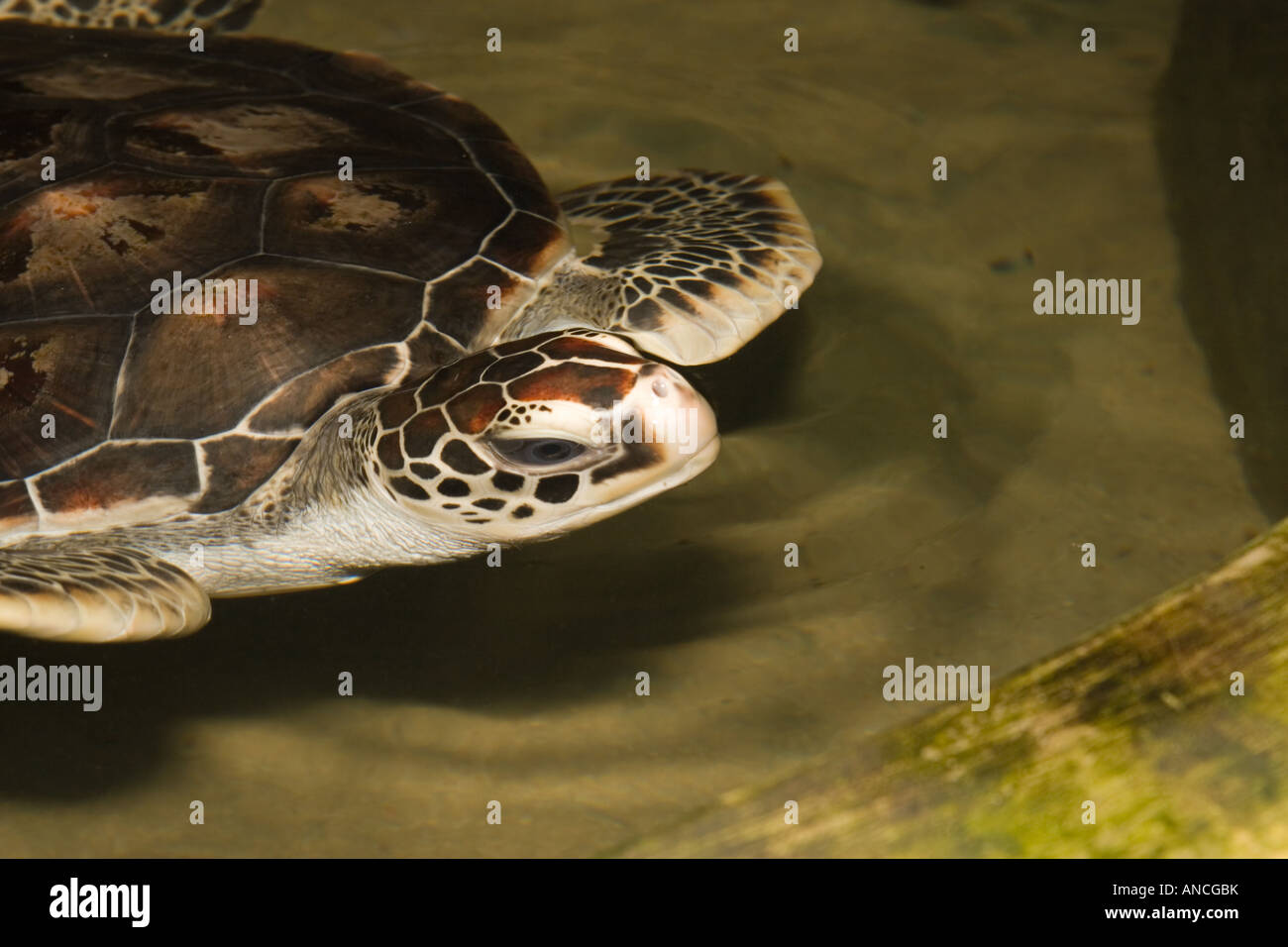 Sri lanka turtle kosgoda hi-res stock photography and images - Alamy