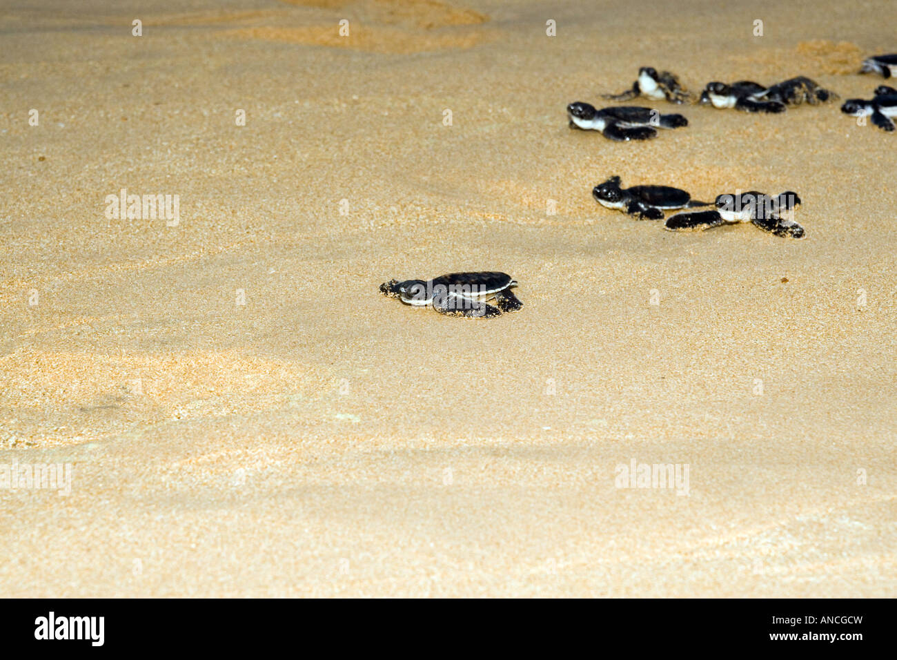 Baby Greenback Turtle - Chelonia mydas Stock Photo - Alamy