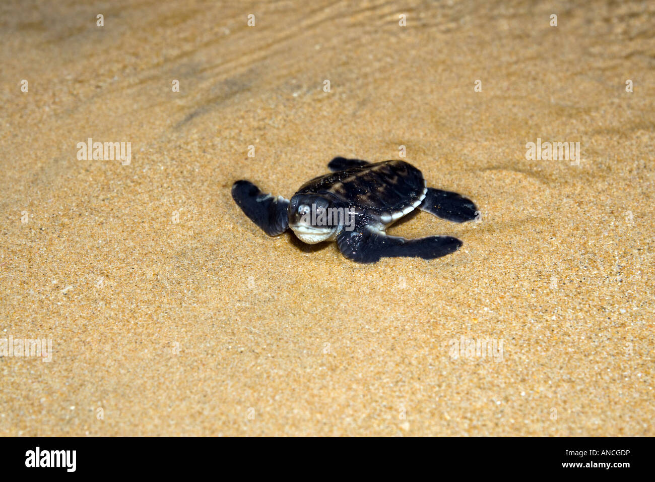 Sea turtle tracks in sand hi-res stock photography and images - Alamy