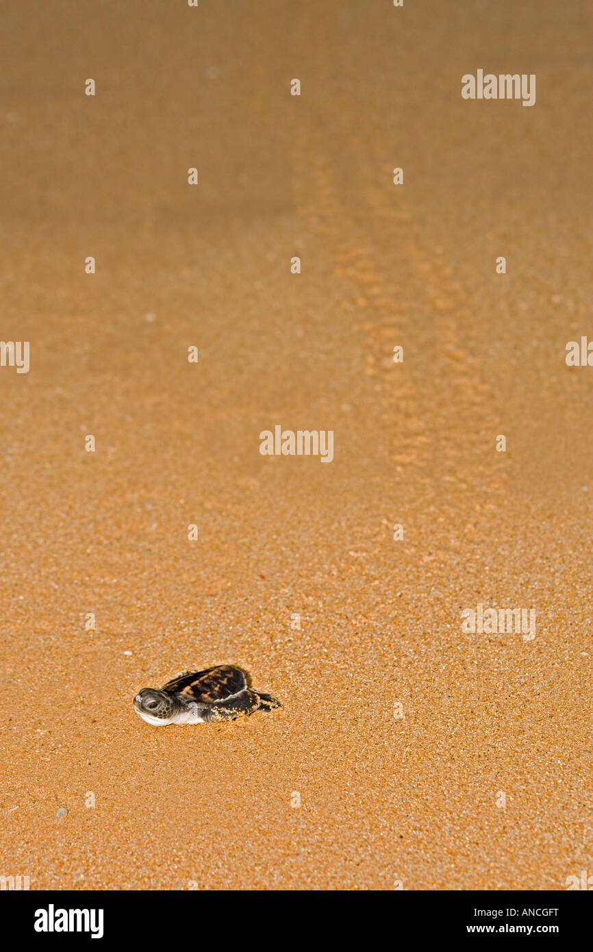 Baby greenback turtle hatchling chelonia hi-res stock photography and ...