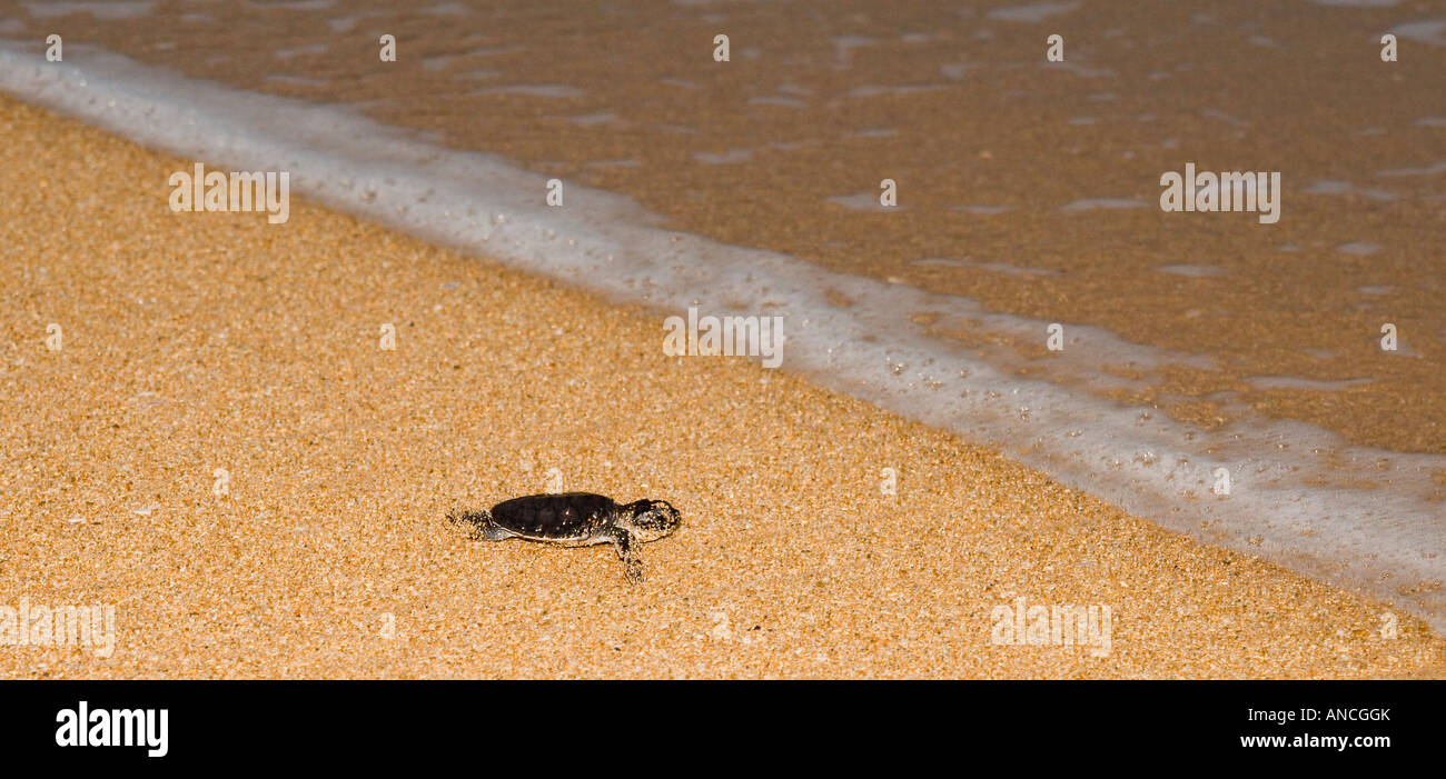 Baby green sea turtle ascension hi-res stock photography and images - Alamy