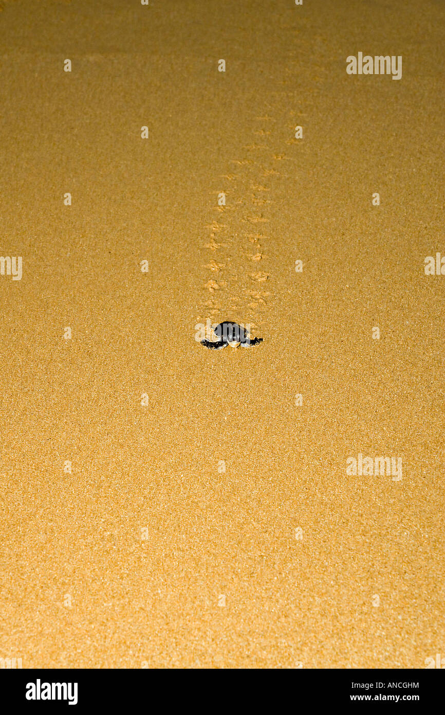 Baby green sea turtle ascension hi-res stock photography and images - Alamy
