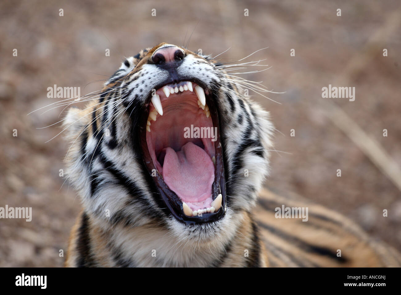 A growling tiger ! Stock Photo - Alamy