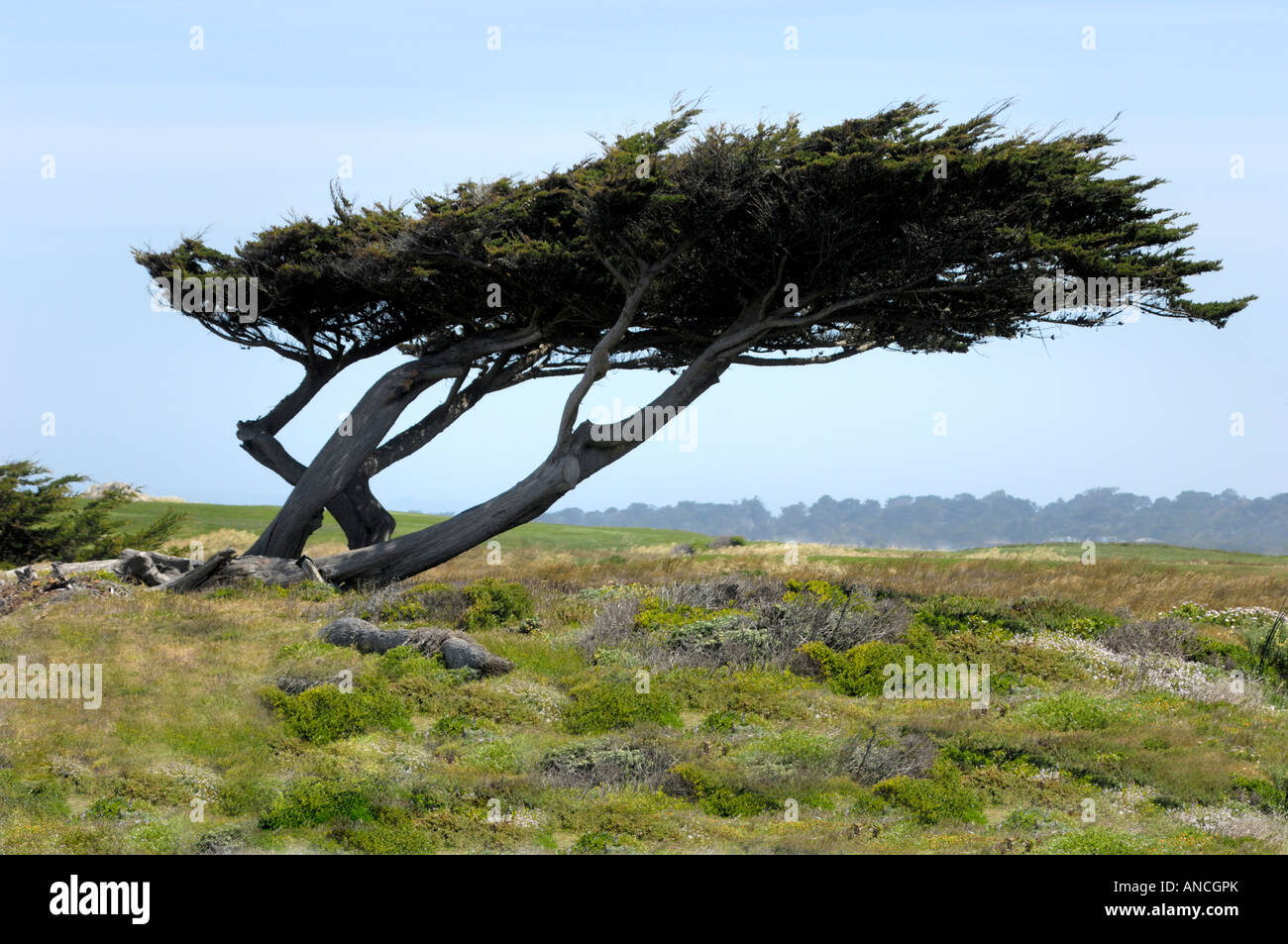 wind blown cyprus Stock Photo - Alamy