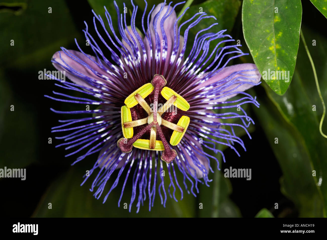 Passion Flower (Passiflora Stock Photo - Alamy