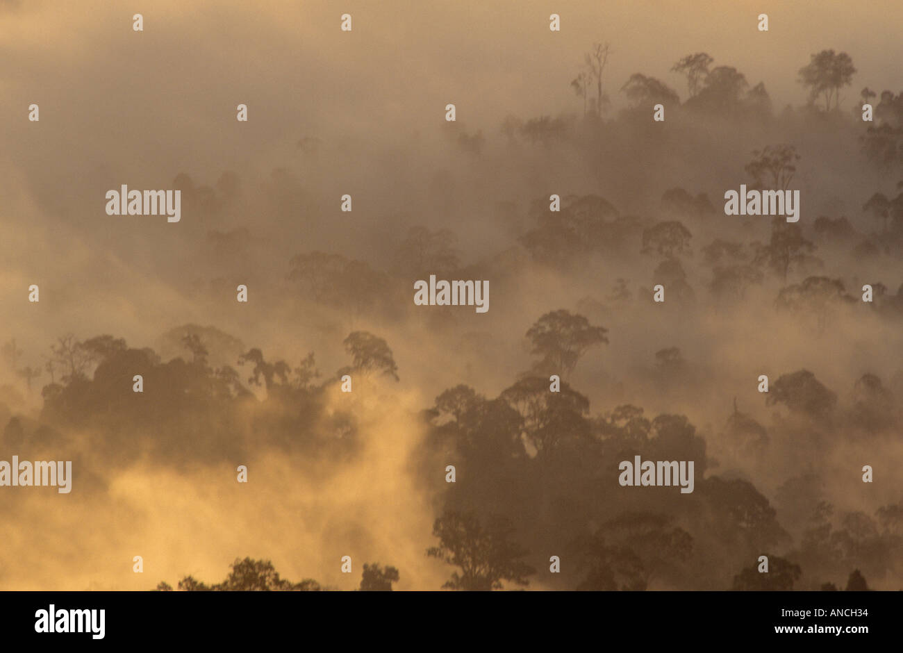 Rainforest at dawn Sabah Borneo one of the world s oldest rainforests ...