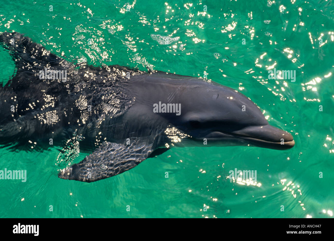 Atlantic bottlenose dolphin Bahamas at the surface Stock Photo - Alamy