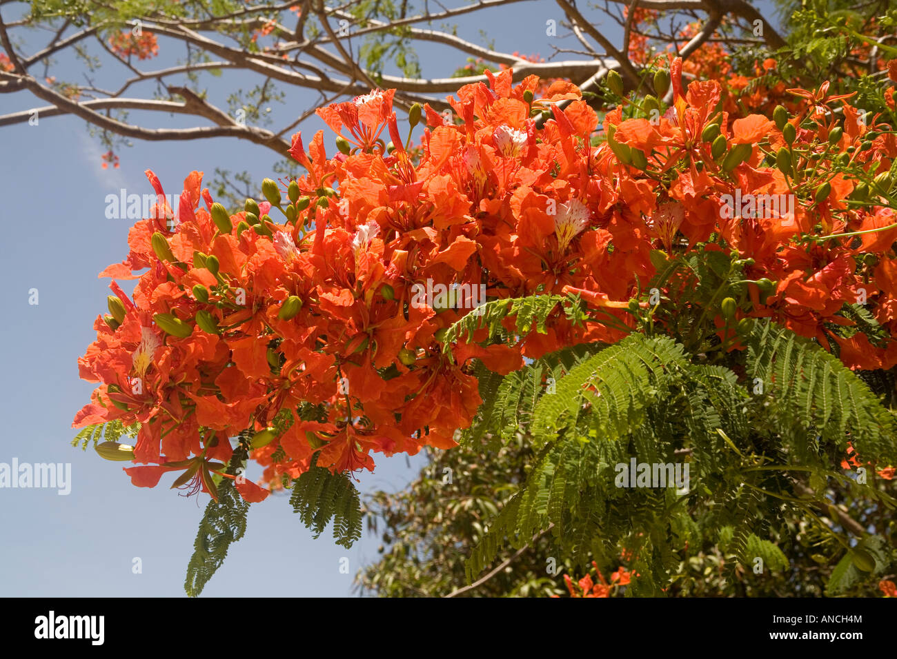 Brazil Pernambuco Olinda Flamboyant tree Stock Photo - Alamy