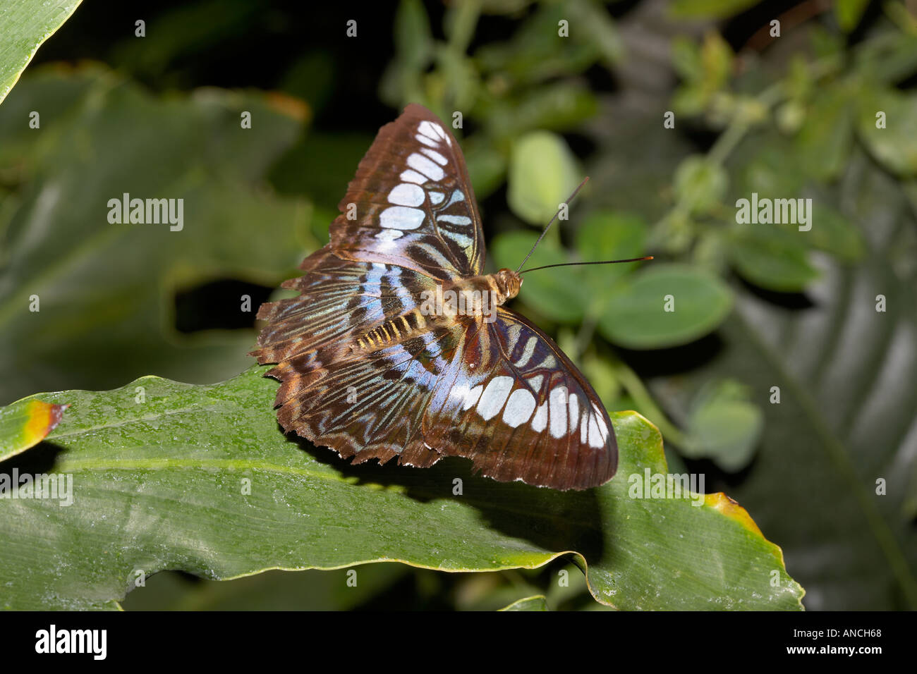 Clipper Butterfly (Parthenos sylvia violaceae Stock Photo - Alamy