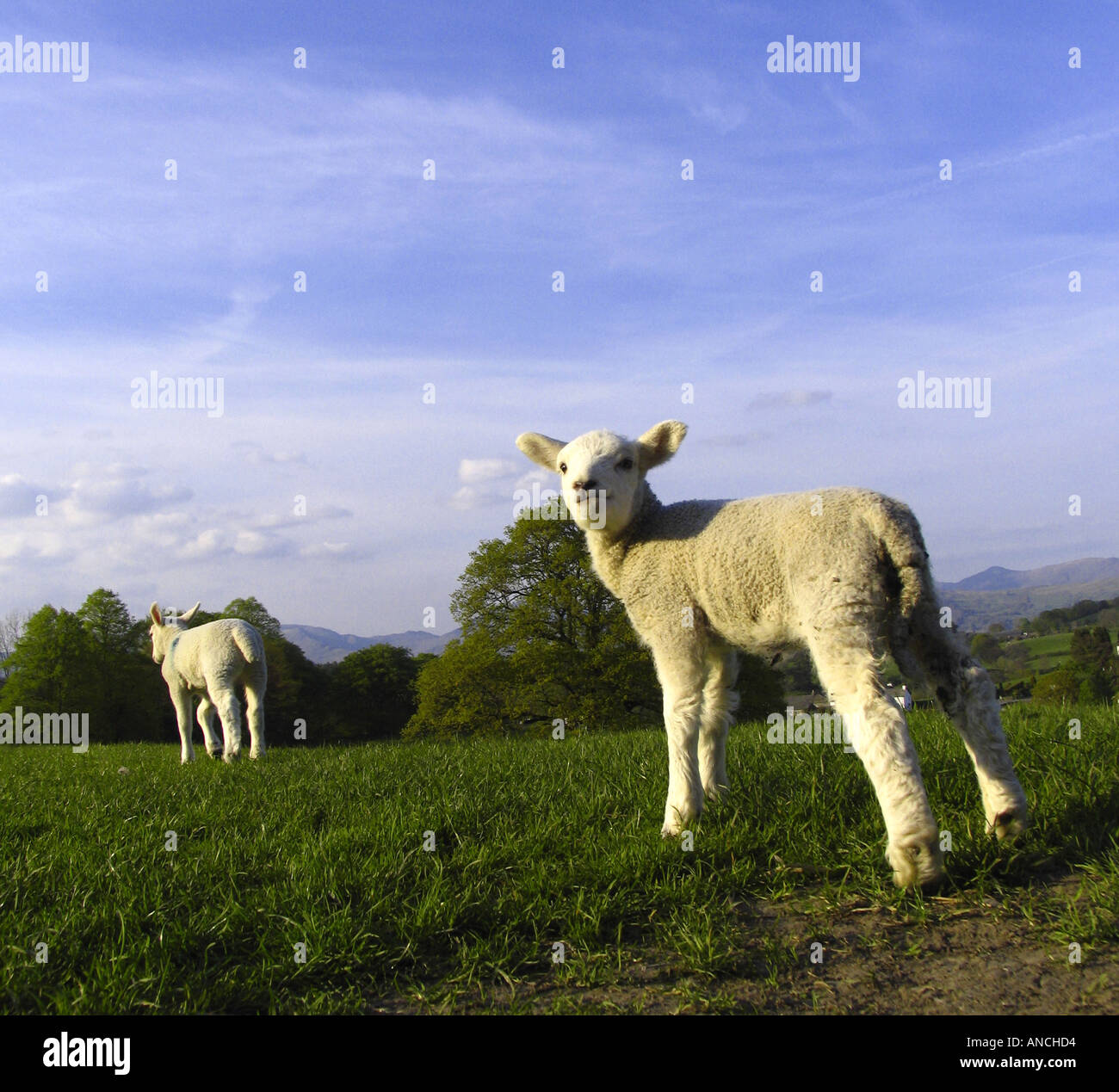 Spring lambs tails hi-res stock photography and images - Alamy