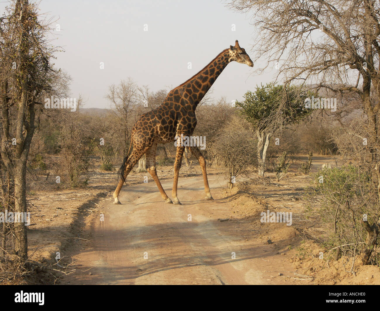 Male giraffe crossing a track in the Mokolodi Nature Reserve Botswana ...