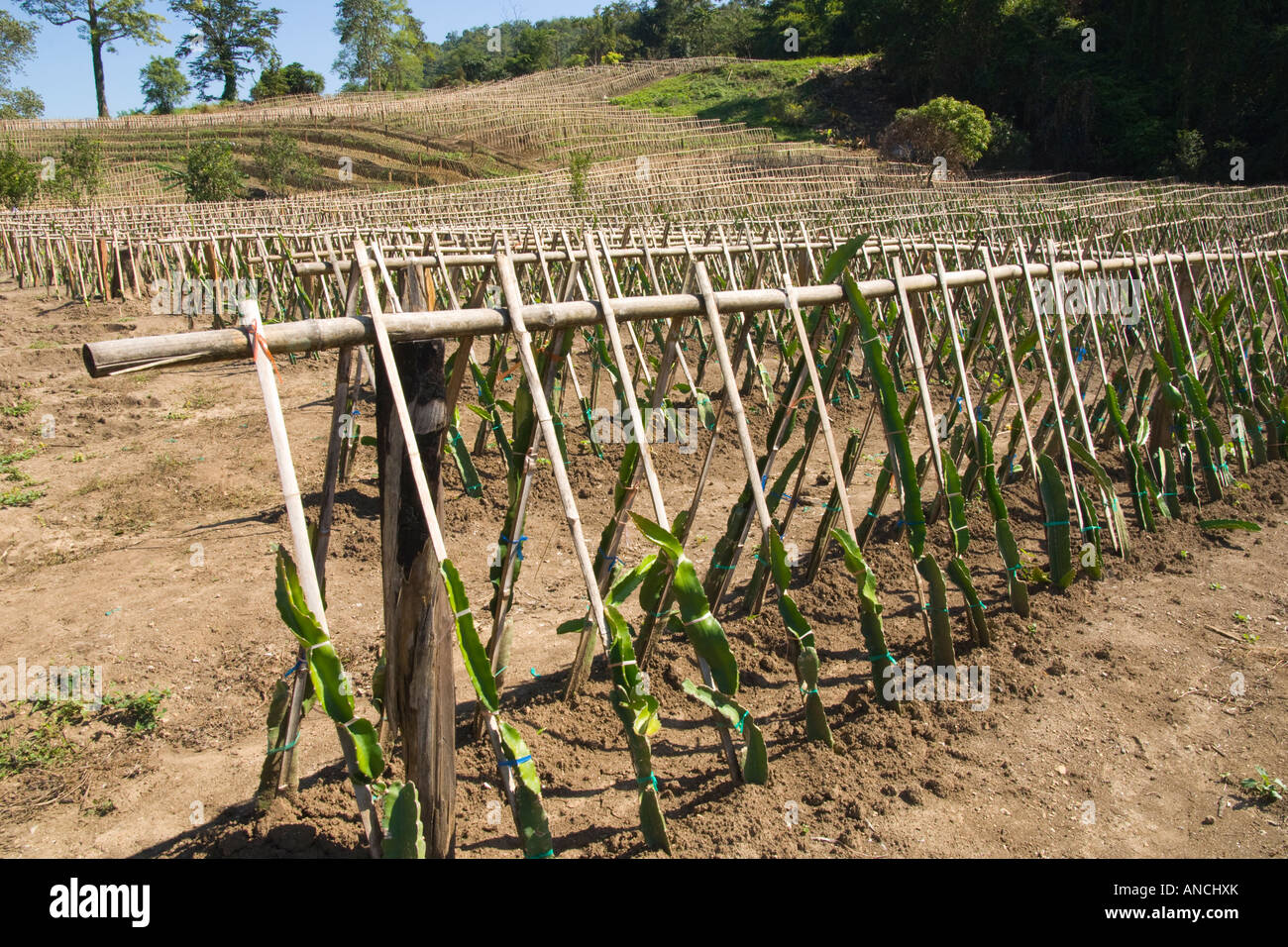 Agriculture myanmar farming hi-res stock photography and images - Alamy