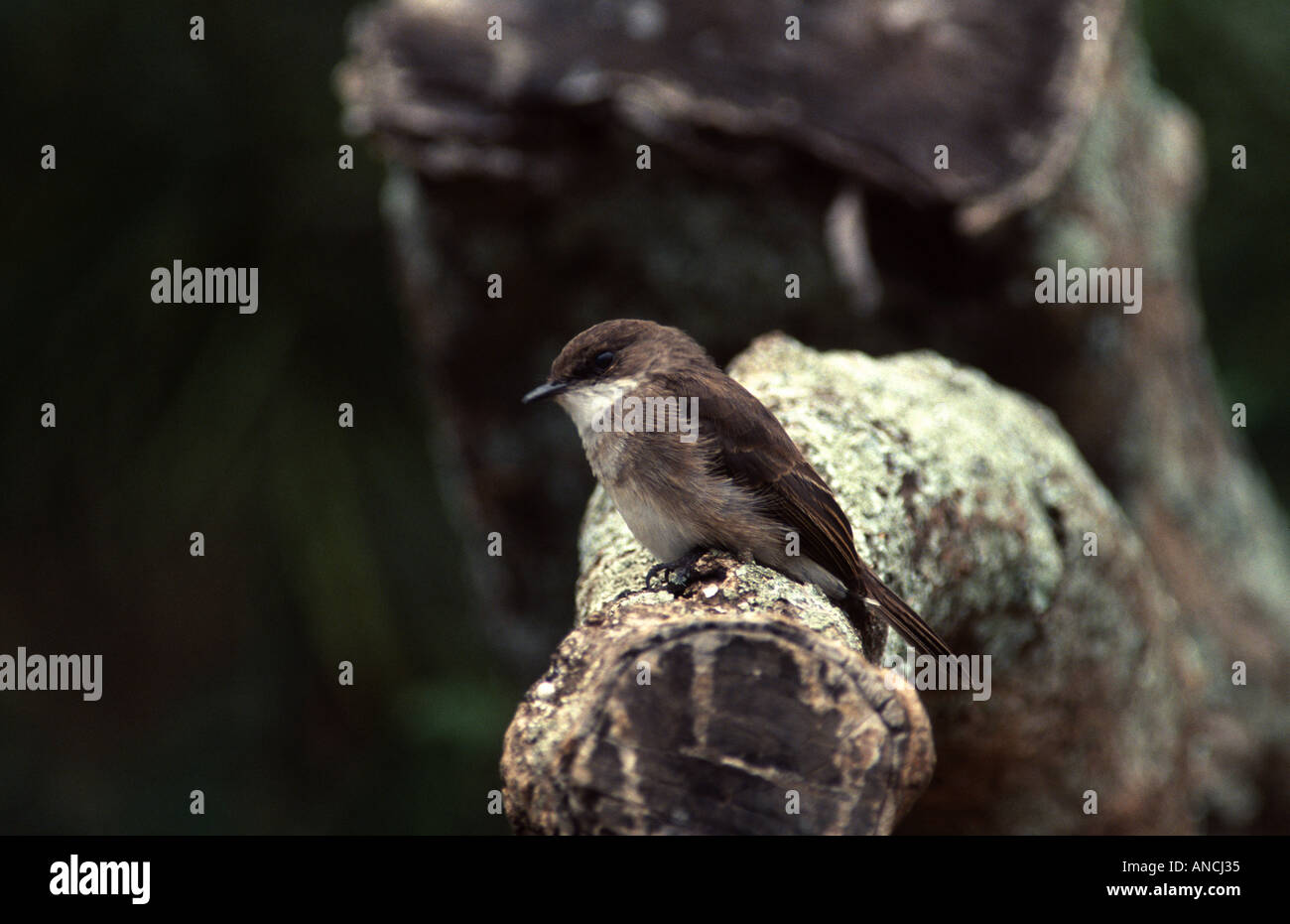 Swamp flycatcher hi-res stock photography and images - Alamy