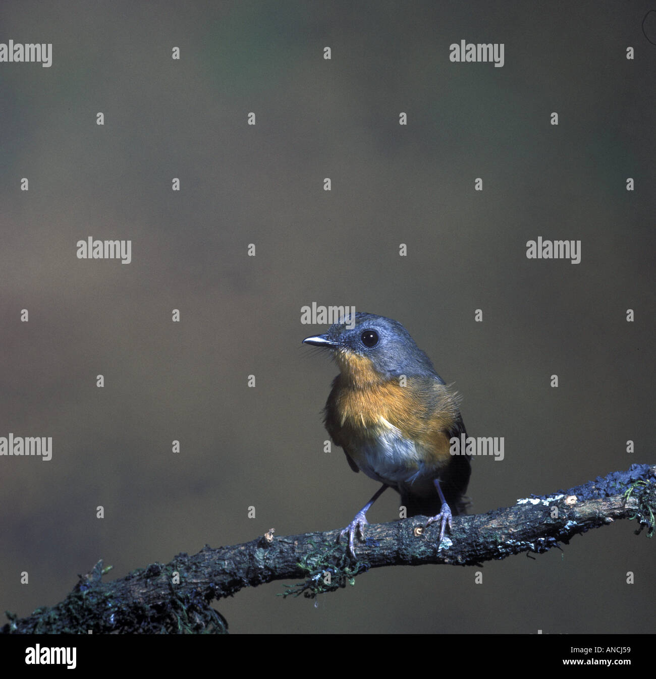 Equatorial Akalat Sheppardia aequatorialis Perched front view head ...