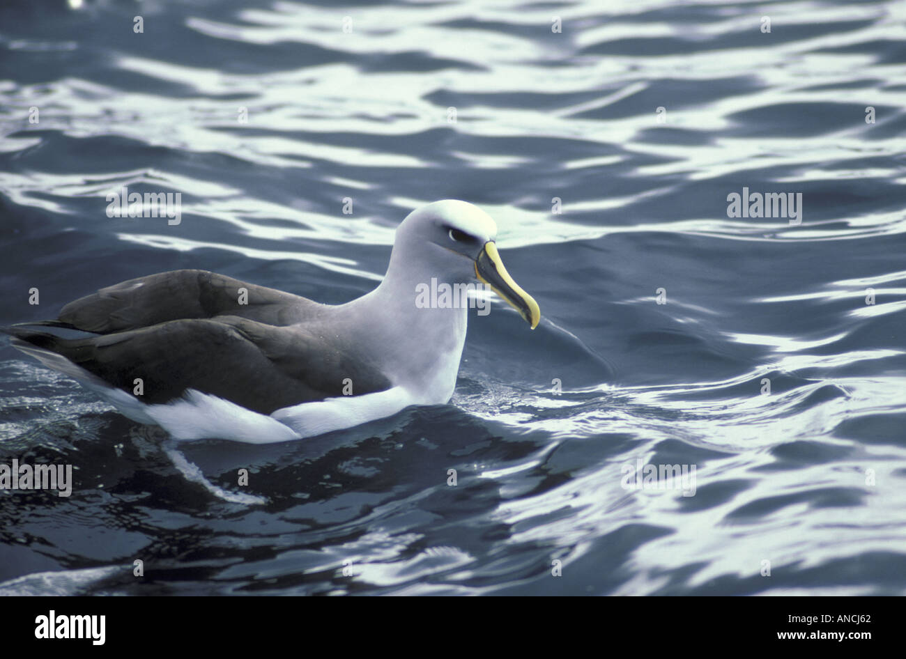 Buller's Albatross Diomedea bulleri Side view on sea Stock Photo - Alamy