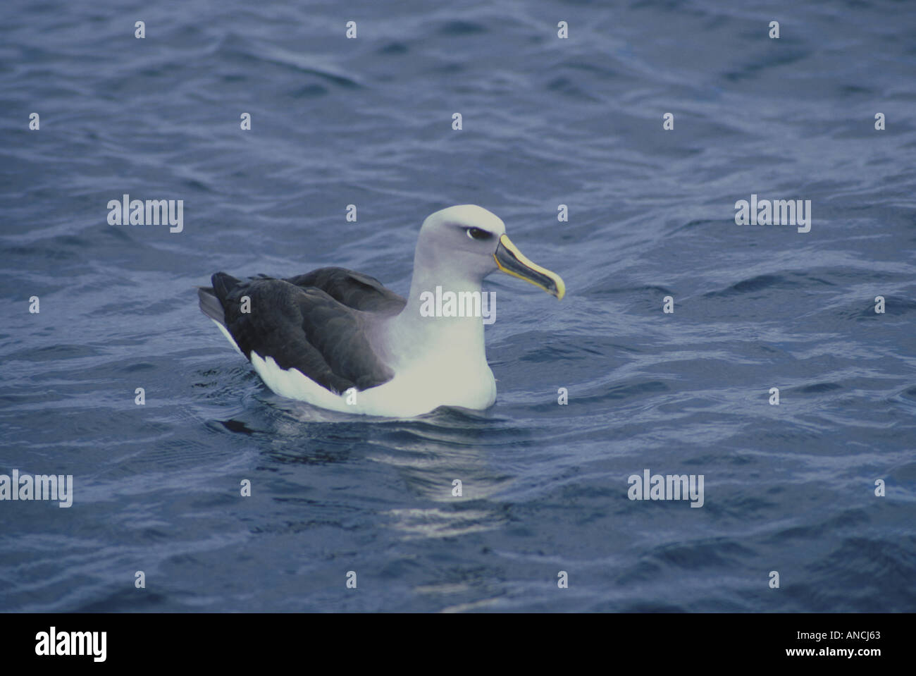 Buller's Albatross Diomedea bulleri Side view on sea Stock Photo - Alamy
