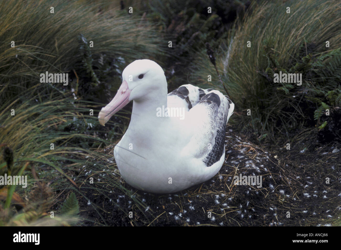Royal Albatross Diomedea epomophara Close up sitting on nest Stock ...
