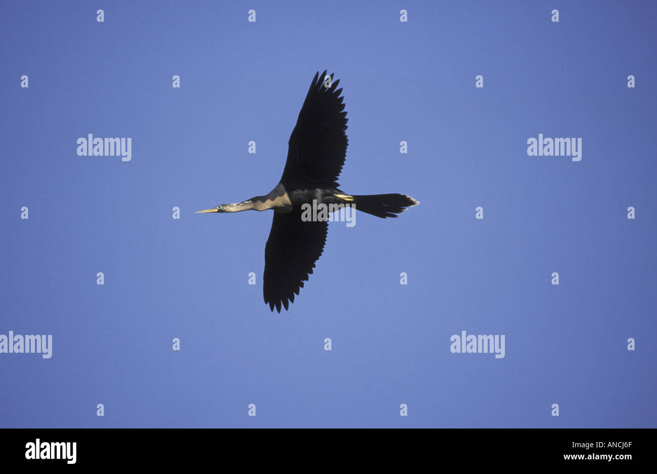 Anhinga Anhinga anhinga In flight Florida Stock Photo - Alamy