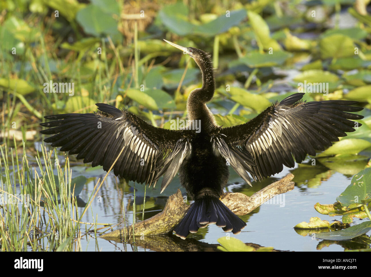 Anhinga Anhinga anhinga Wings spread Florida Stock Photo - Alamy