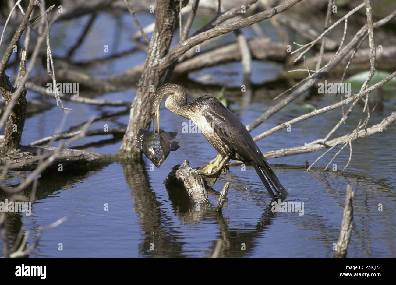 Anhinga fishing hi-res stock photography and images - Alamy