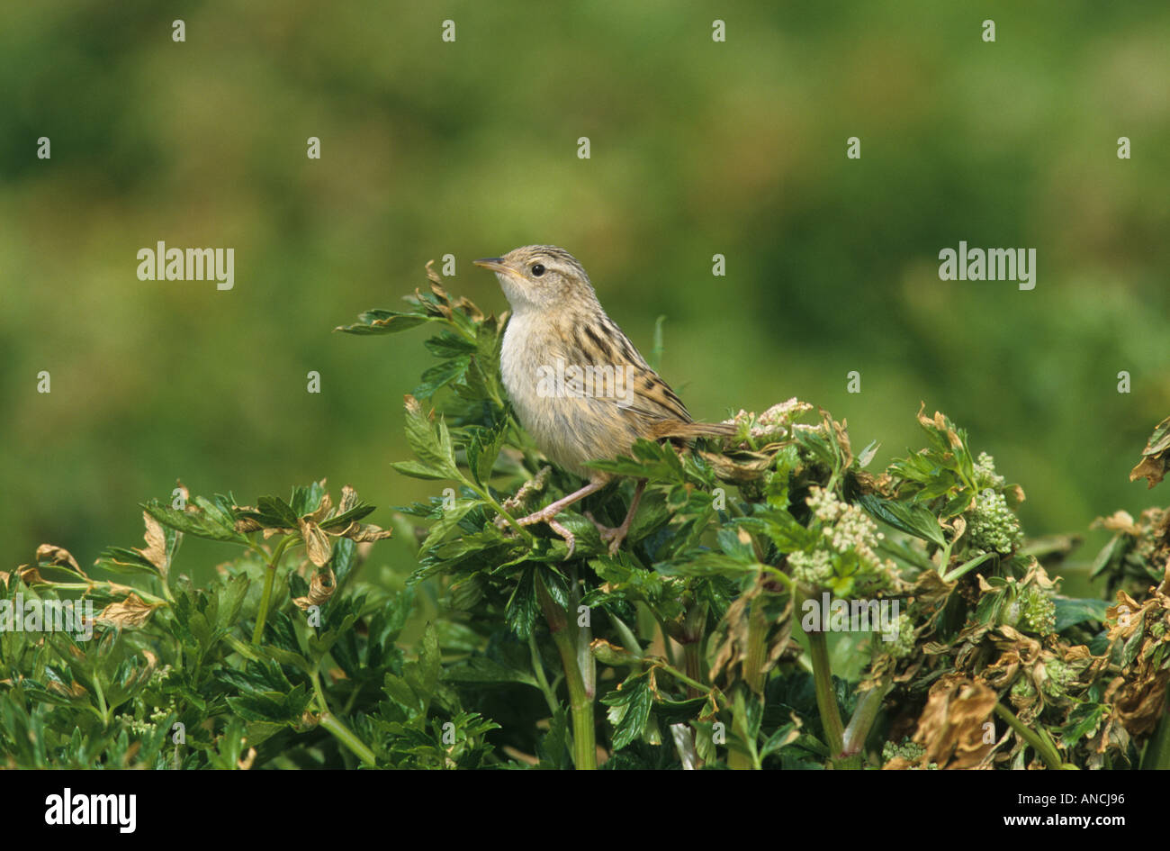 Grass Wren Cistothorus platensis Falklands Stock Photo - Alamy
