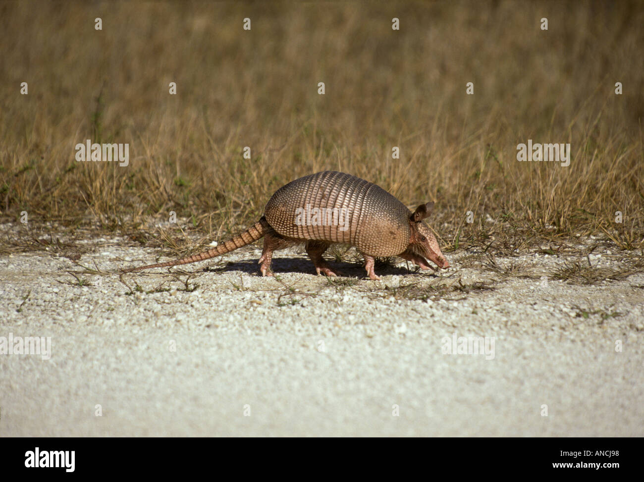Nine banded armadillos hi-res stock photography and images - Alamy