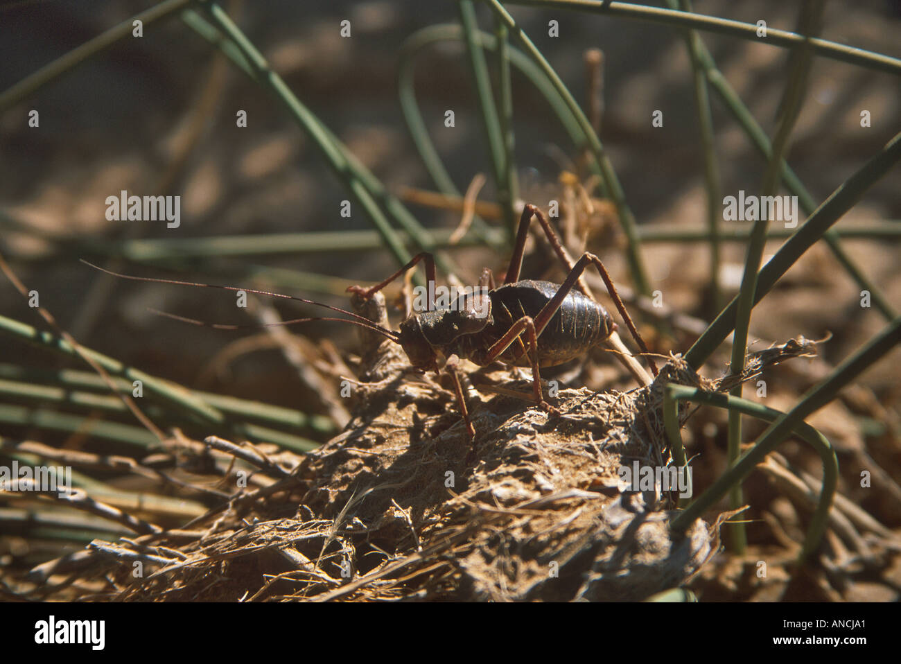 Armoured Ground Cricket Acanthoplus discoidalis Namibia Stock Photo - Alamy