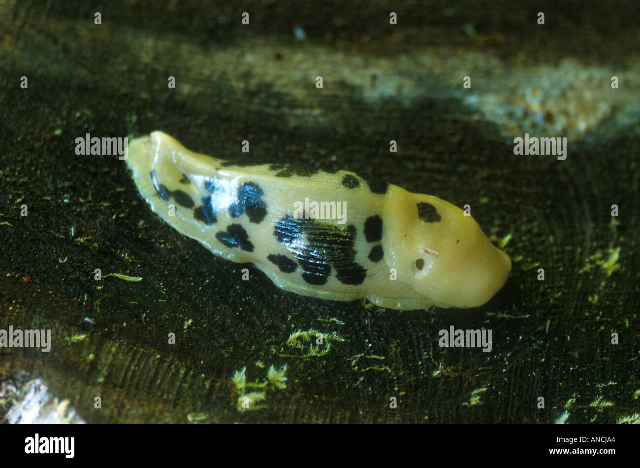 Banana Slug Ariolimax columbianus Washington State USA Stock Photo - Alamy