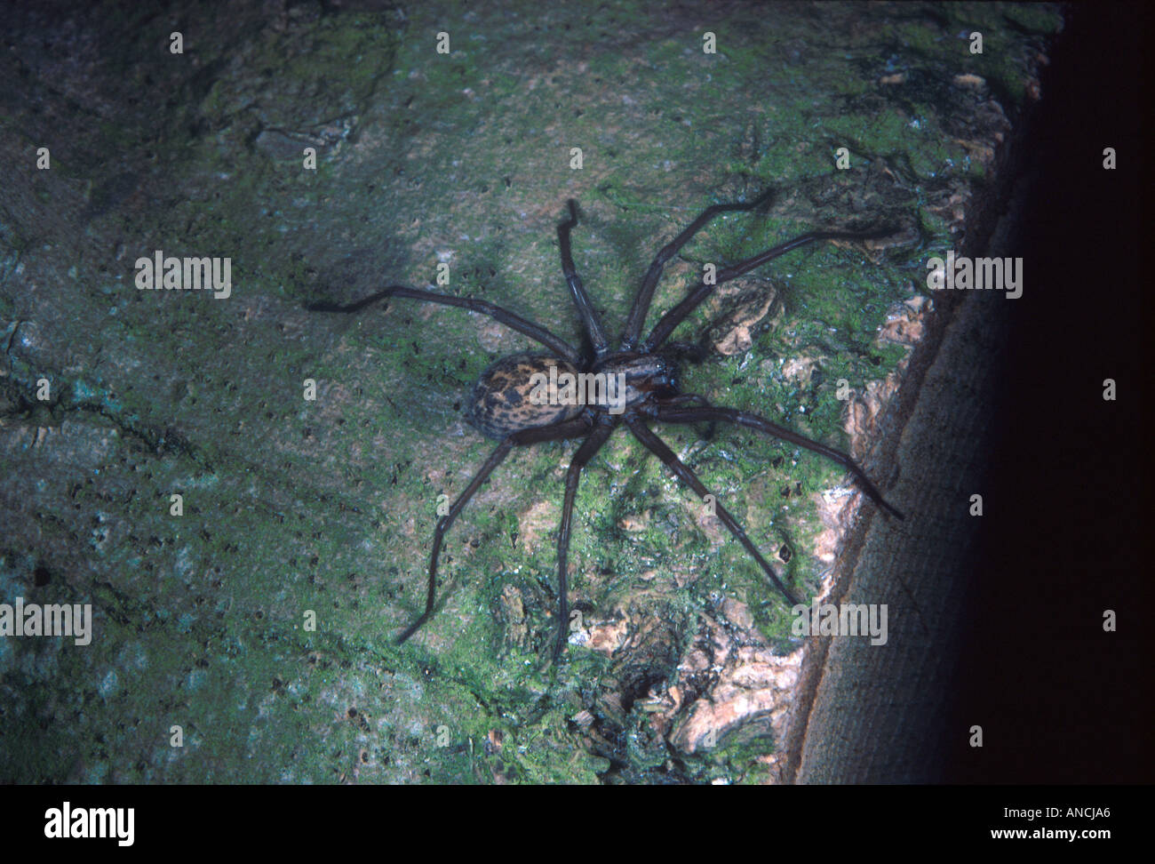 Common House Spider Common Tegenaria domestica On log Stock Photo - Alamy