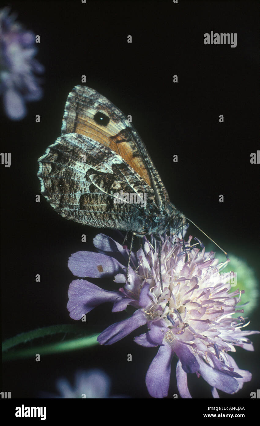 Semele had hi-res stock photography and images - Alamy