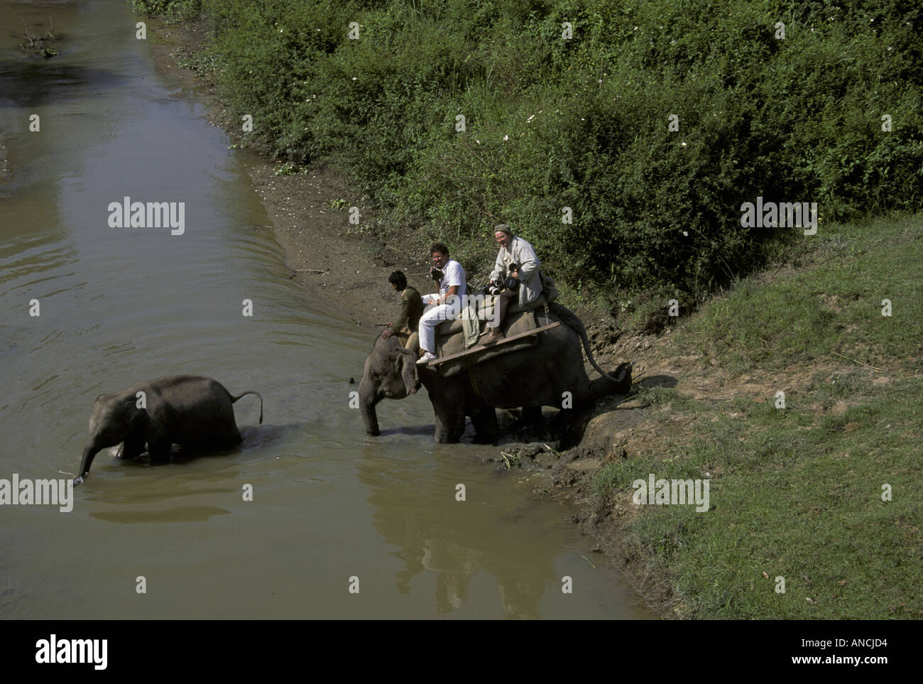 Transport Animal Riding on Indian Elephants in Kaziranga National Park ...