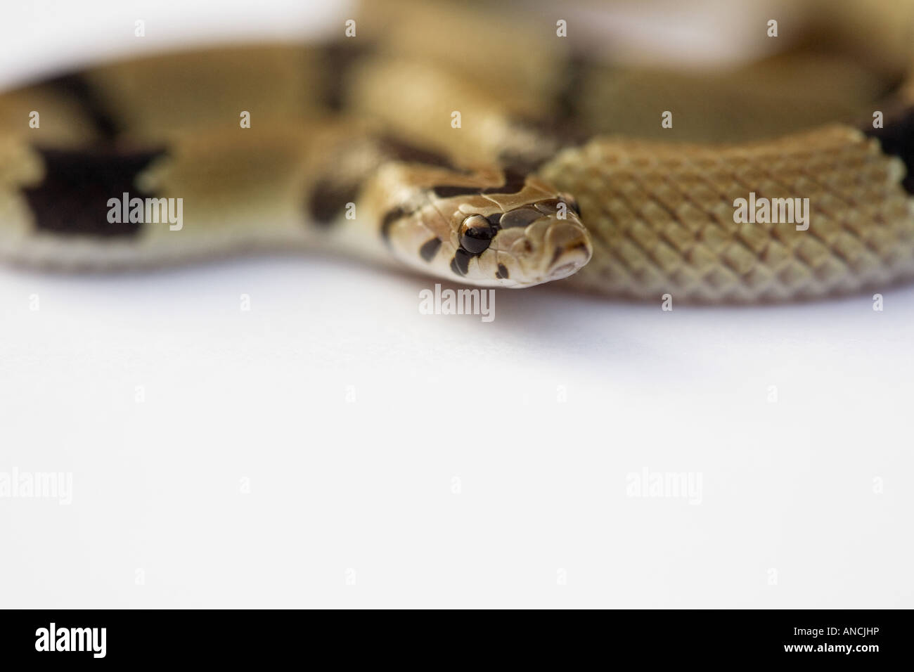 Common Young Kukri Snake on White Stock Photo - Alamy