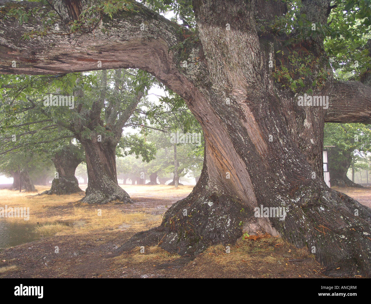 Old chestnut in La Alcobilla shrine. Rábano de Sanabria, Zamora ...