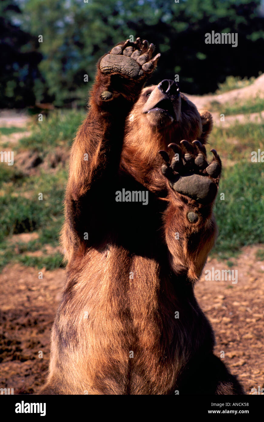 Grizzly bear waving hi-res stock photography and images - Alamy