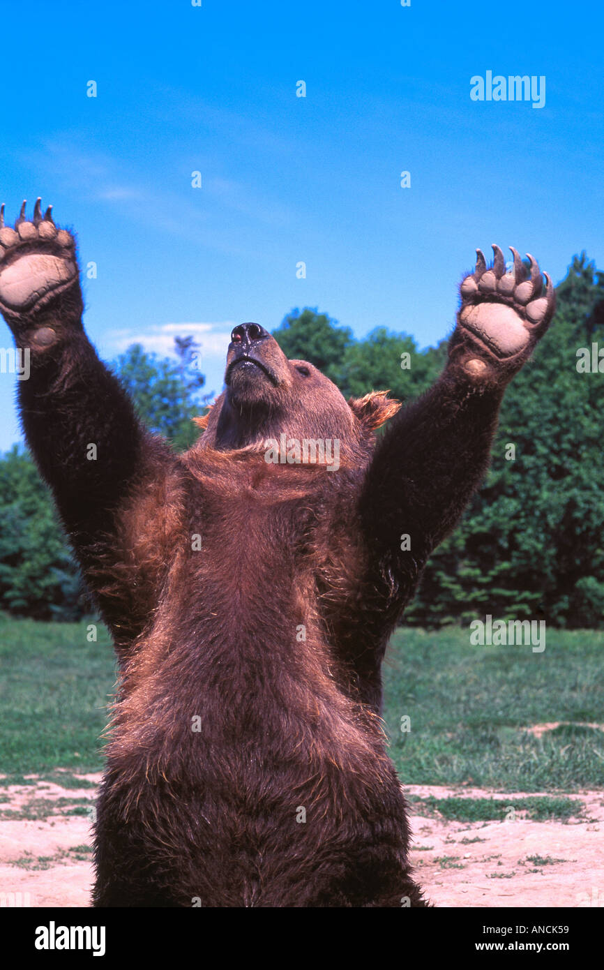 Grizzly bear standing paw in the air hi-res stock photography and ...