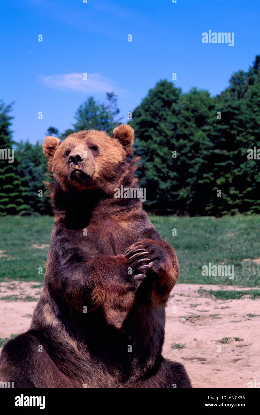 North american brown bear vertical hi-res stock photography and images ...