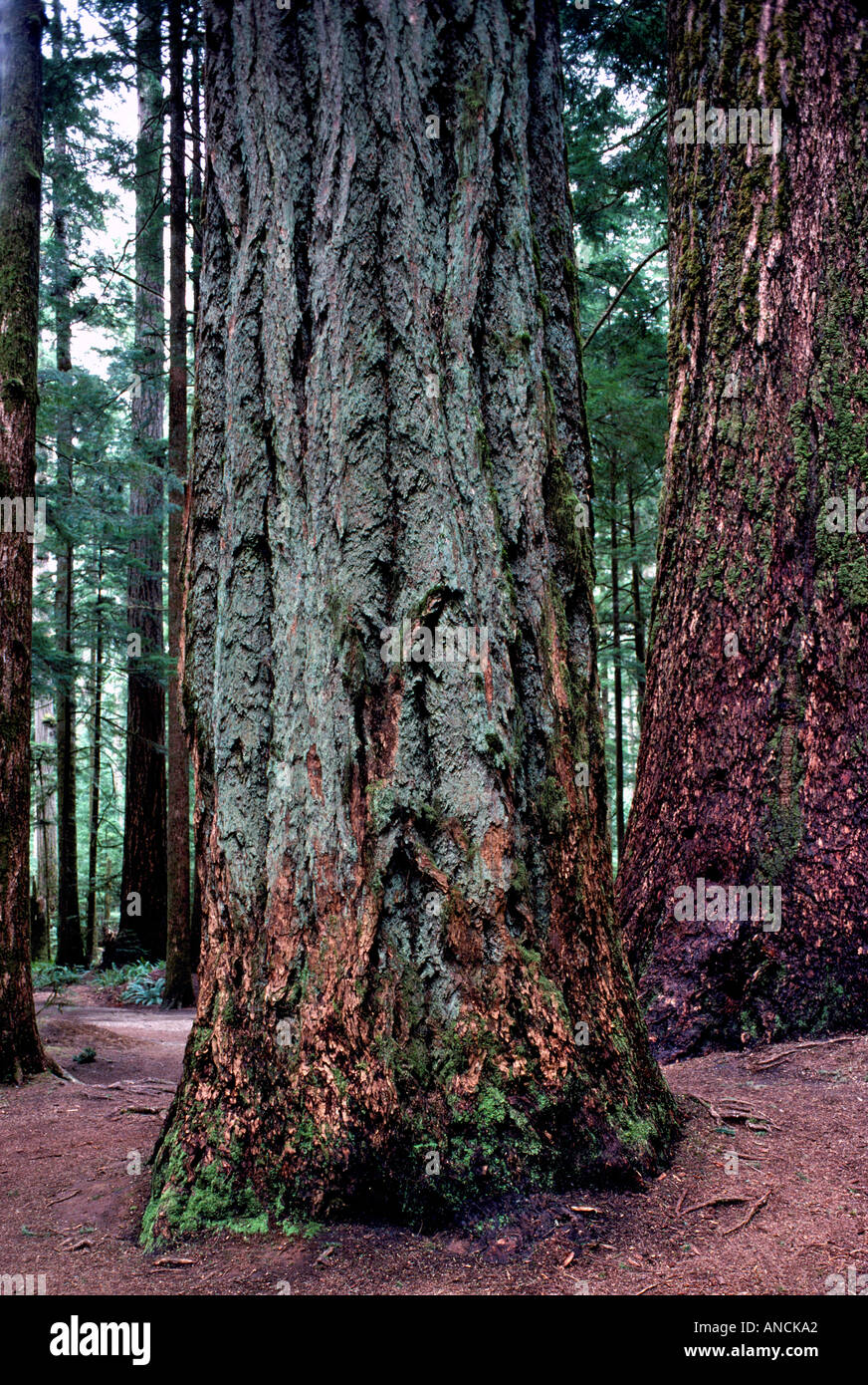 Douglas Fir Trees in a West Coast Forest in British Columbia Canada ...
