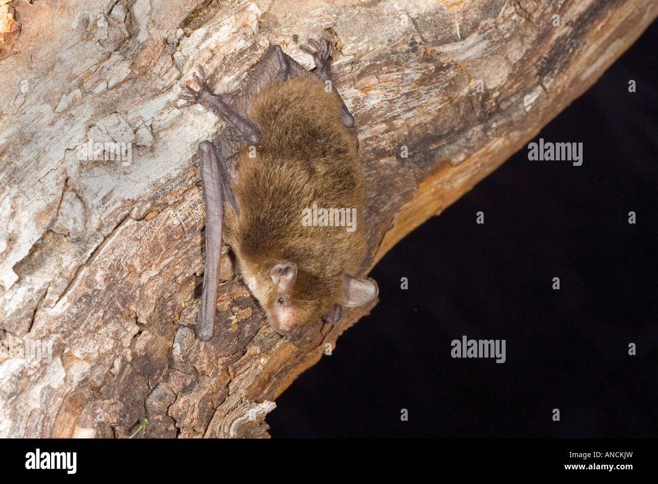 Cave Myotis Myotis velifer Tucson Arizona United States 12 October ...