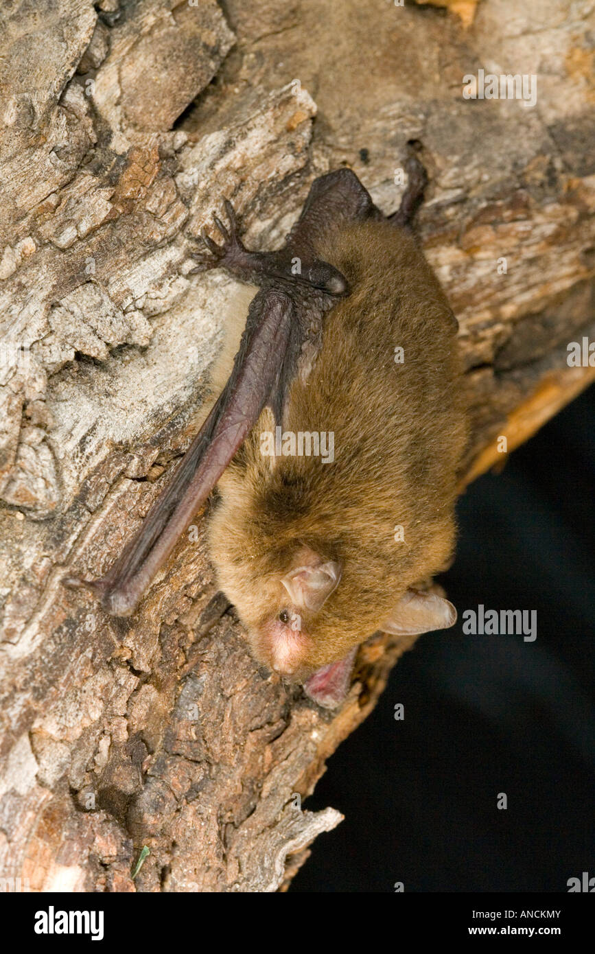 Cave Myotis Myotis velifer Tucson Arizona United States 12 October ...